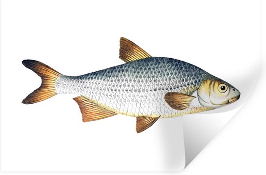 Muurstickers - Vis - Karper - Zilver - 90x60 cm - Plakfolie | bol.com