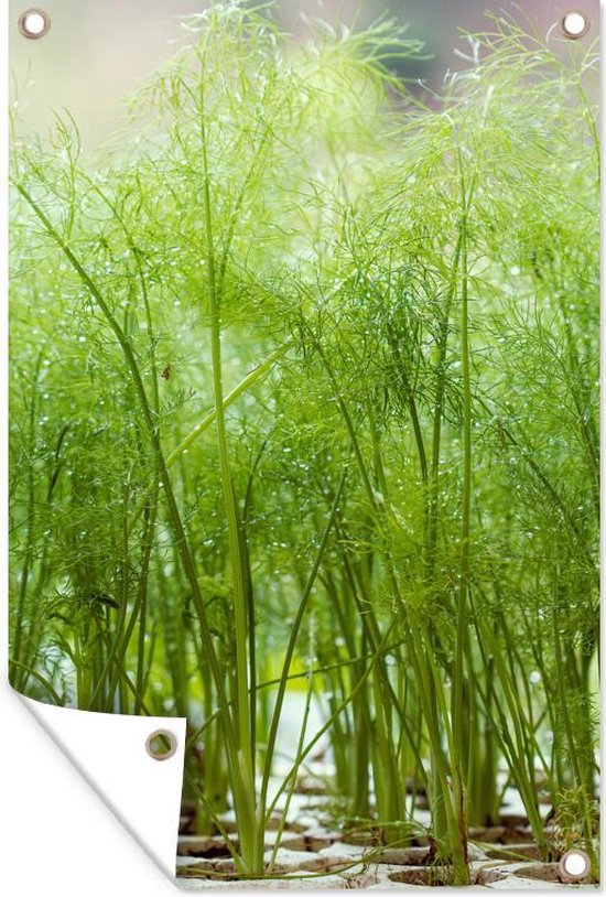 Affiche de jardin à l'aneth des bulbes de fenouil vert 60x90 cm - Toile ...