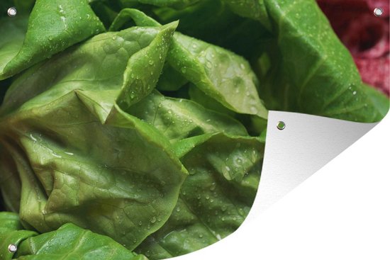 Tuinposters buiten Vochtige bindsla of Romeinse sla - 90x60 cm ...