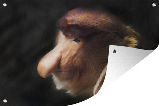 Vue de côté d'un singe trompe sur fond sombre Affiche de jardin 180x120 ...