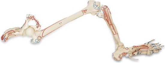 Skelet been met spiermarkeringen anatomie model | bol.com