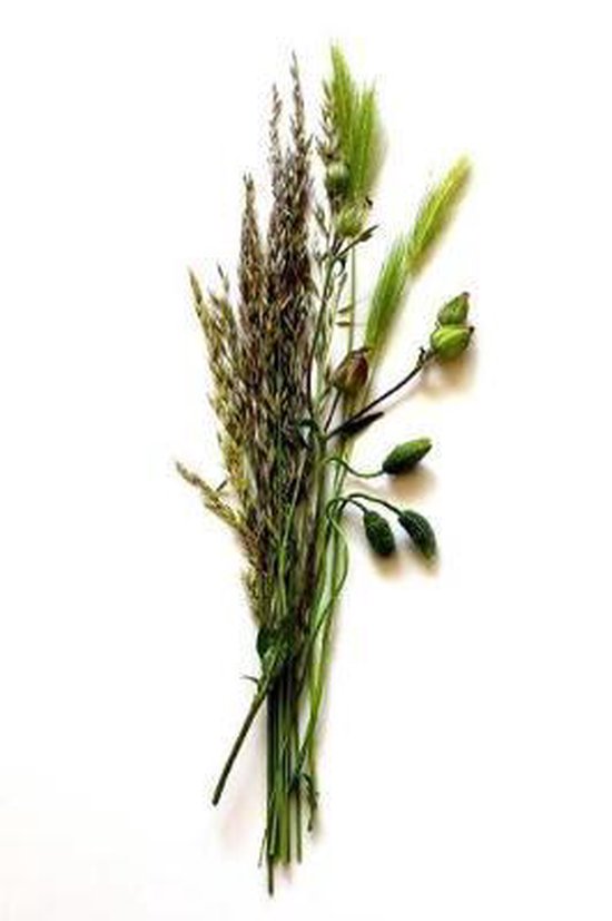 Grass Notebook | 9781719332019 | Wild Pages Press | Boeken | bol.com