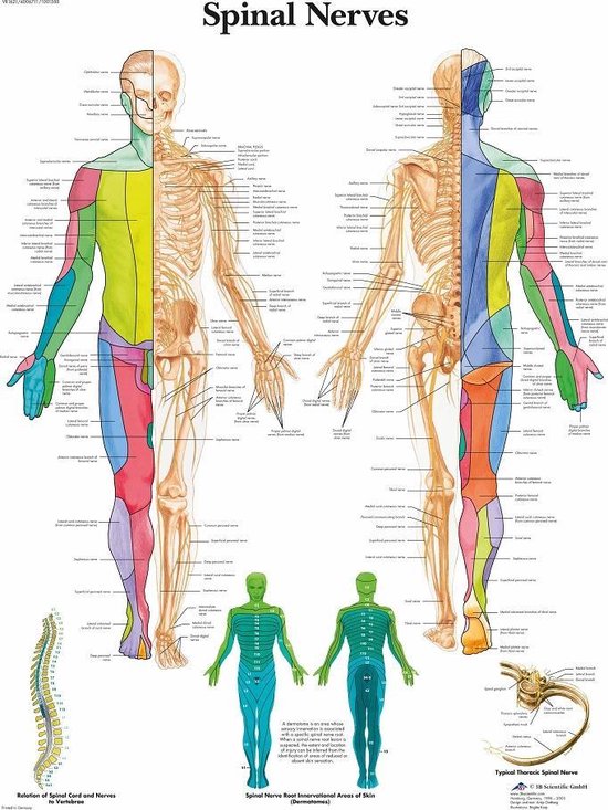 Het menselijk lichaam - anatomie poster ruggenmergzenuwen (gelamineerd, 50x67 cm) +... | bol