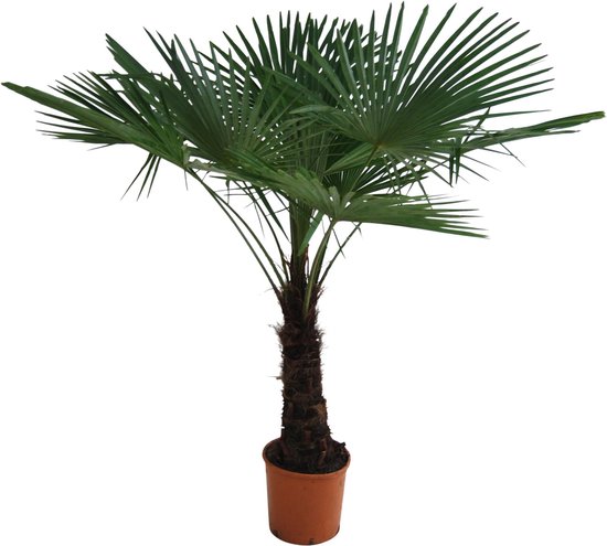 Winterharde palmboom - Waaierpalm - ±170cm hoog - 30cm diameter | bol