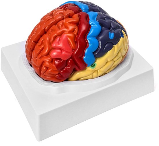 E-Ambar - Anatomisch model anatomie menselijk hersenmodel, medisch ...