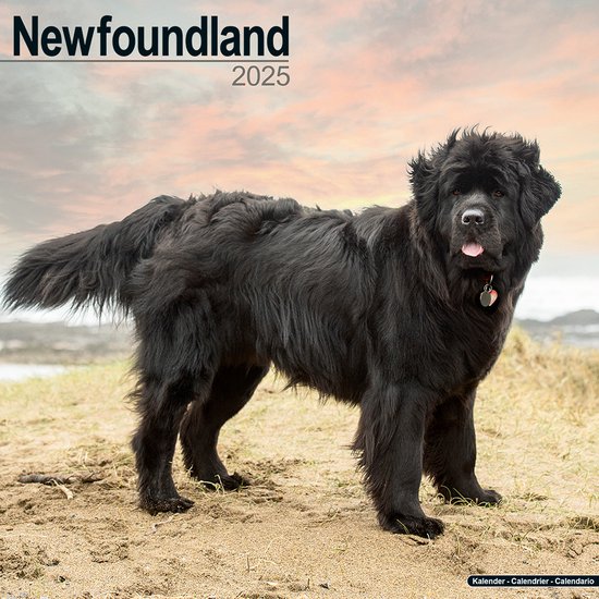 Newfoundlander Kalender 2025 | bol