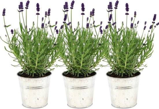 Lavendel in Sierpot, 3 Stuks, Kleur Paars-Blauw, Terrasplant ...