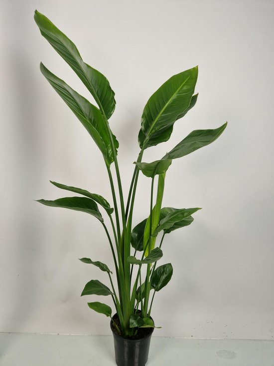 Strelitzia Nicolai - 3 plantes en pot - Plante Oiseau de Paradis ...
