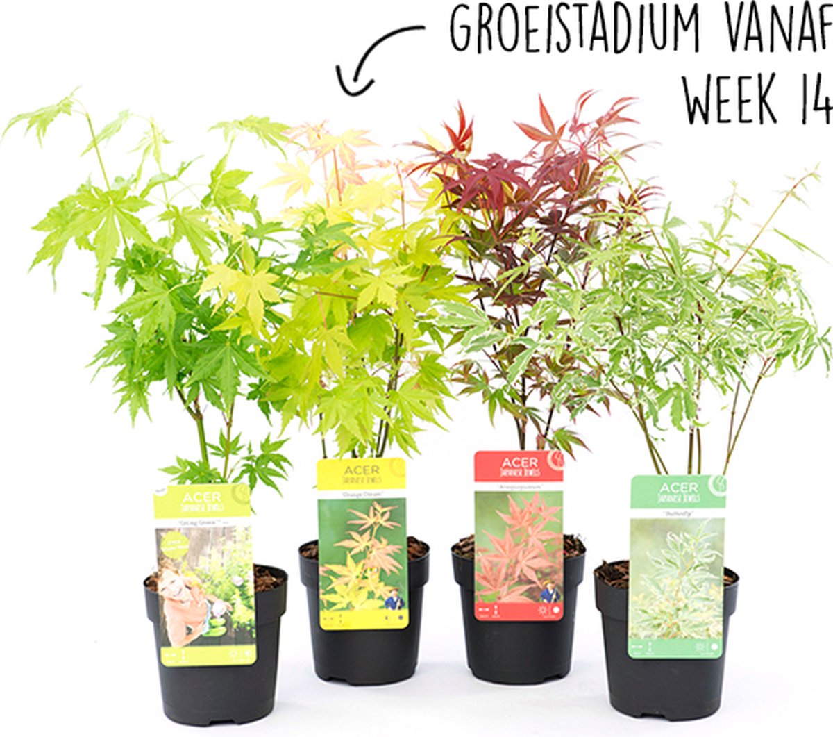 WL Plants - Mix van 4 - Acer Palmatum - Japanse Esdoorn - Geel, Groen ...