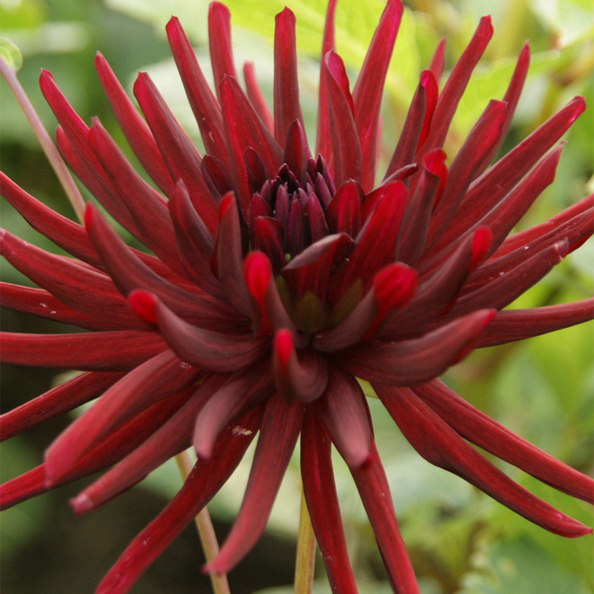 Dahlia Nuit d'Eté | 6 stuks | Cactus Dahlia | Knol | Snijbloem | Rood ...