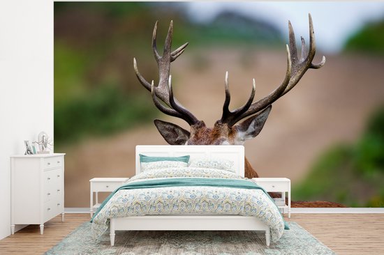 Behang - Fotobehang Hert - Varens - Natuur - Breedte 375 cm x hoogte ...