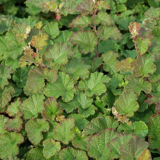 24 x RUBUS 'BETTY ASHBURNER' - Sierbraam pot 9x9cm | bol