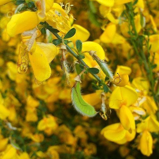 Cytisus scoparius 'Vanesse' - brem 40-60 cm pot | bol