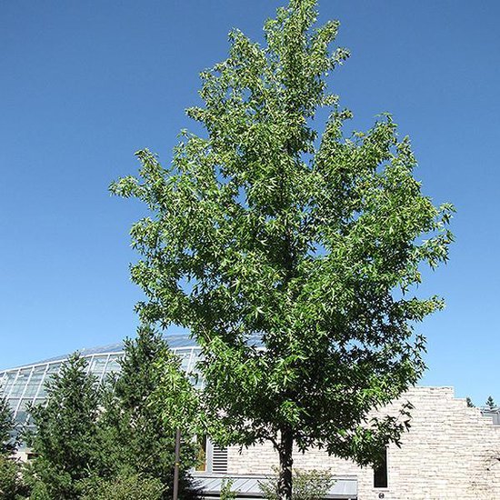 LIQUIDAMBAR STYRACIFLUA - Amberboom - 175-200 cm kluit | bol