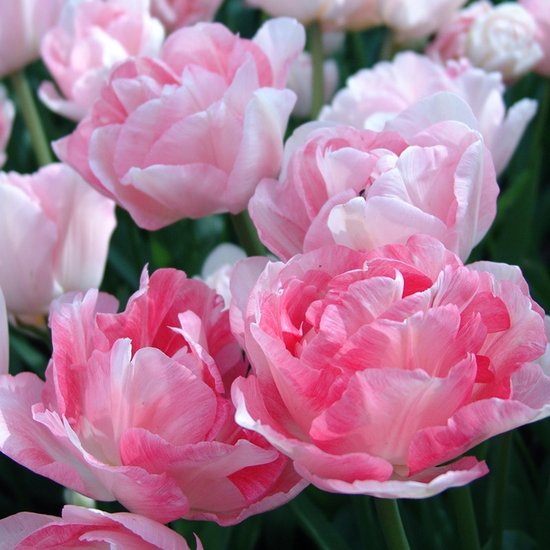 Grootverpakking Tulp Angelique | 50 stuks | Dubbel laat | Roze | | bol