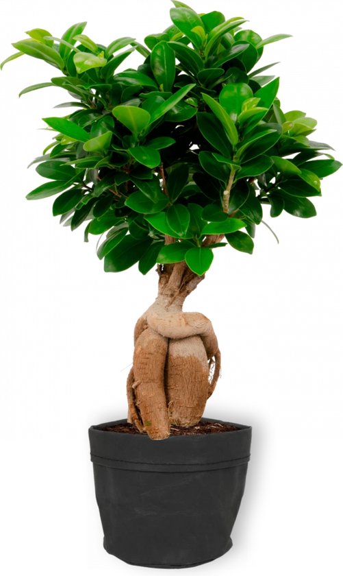WLplants - Ficus Ginseng - Bonsai – Kamerplant – Bonsai boompje - ± ...