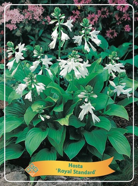 Plants Online - Tuinplanten - Vaste planten - Set van 10 - Hosta 'Royal ...