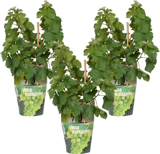 3x - Druivenplant Vitis Pixie 'Riesling' | bol.com