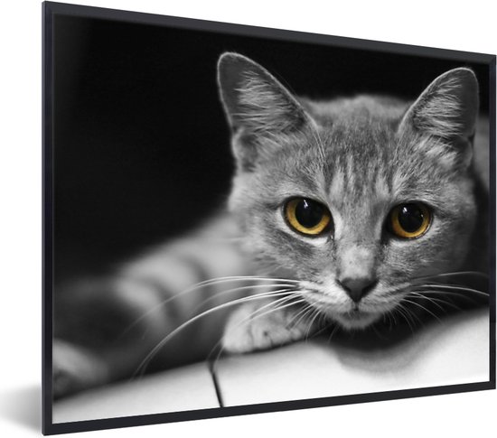 Fotolijst incl. Poster - Kat - Dier - Macro - 40x30 cm - Posterlijst | bol