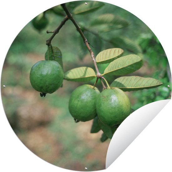 Tuincirkel Guave boom met een aantal vruchten aan het rijpen - 90x90 cm ...