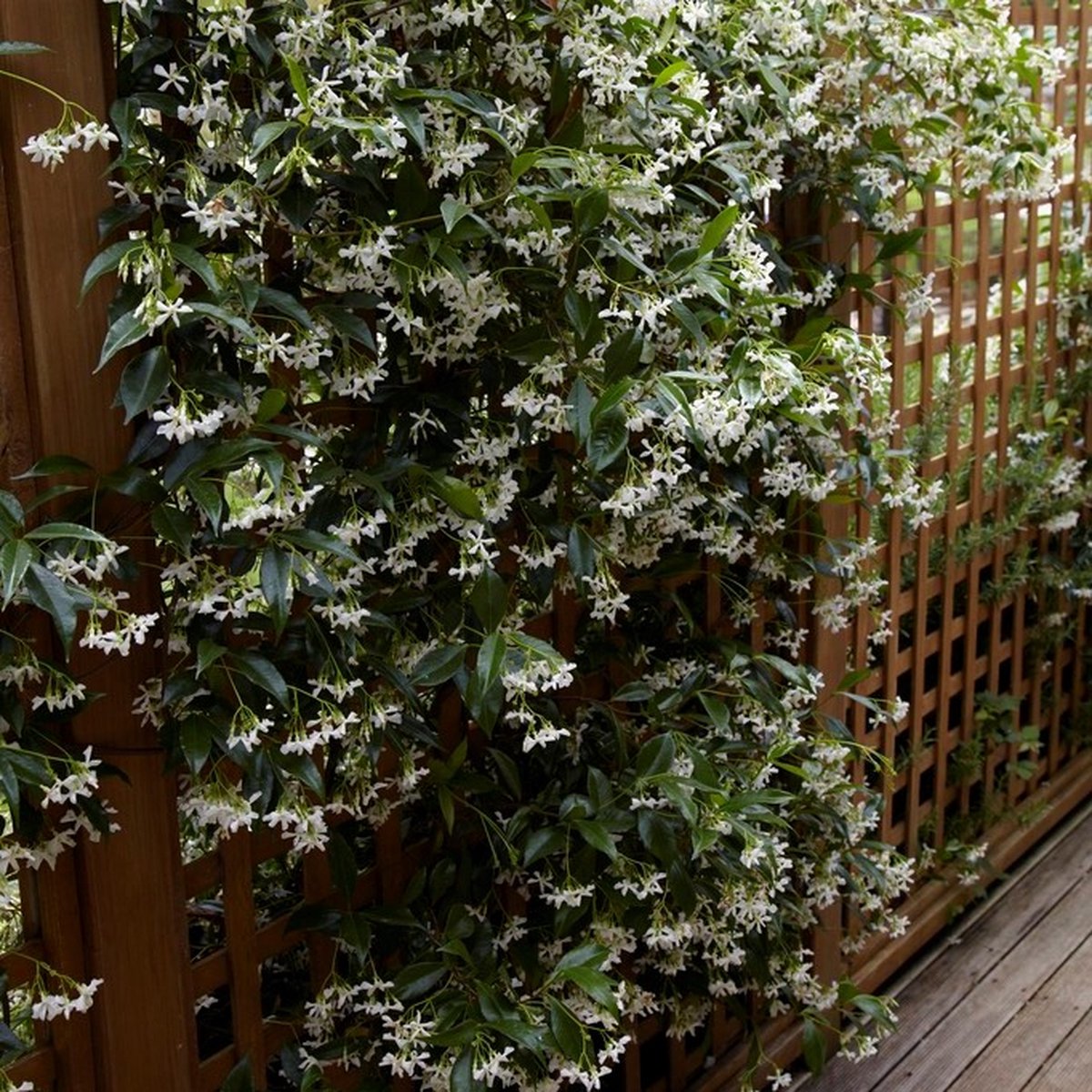 8 x Toscaanse Jasmijn Wit - Geurende Sterjasmijn - Klimplant ...