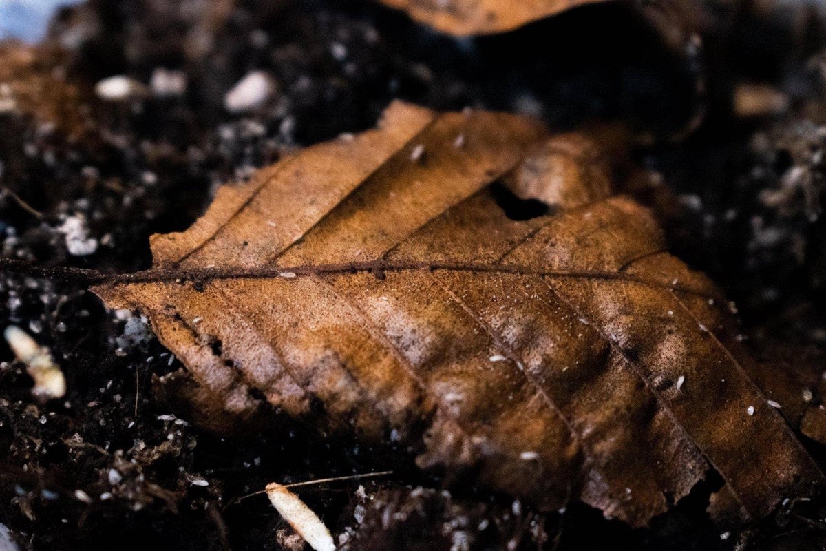 Tropische springstaarten 250ml Clean Up Crew Bioactive | bol.com