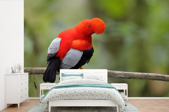 Behang - Fotobehang Zingende Rode rotshaan op een tak - Breedte 360 cm ...