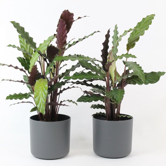 Calathea 'Rufibarba Wavestar' - Set Van 2 - Incl. ELHO Sierpot ...