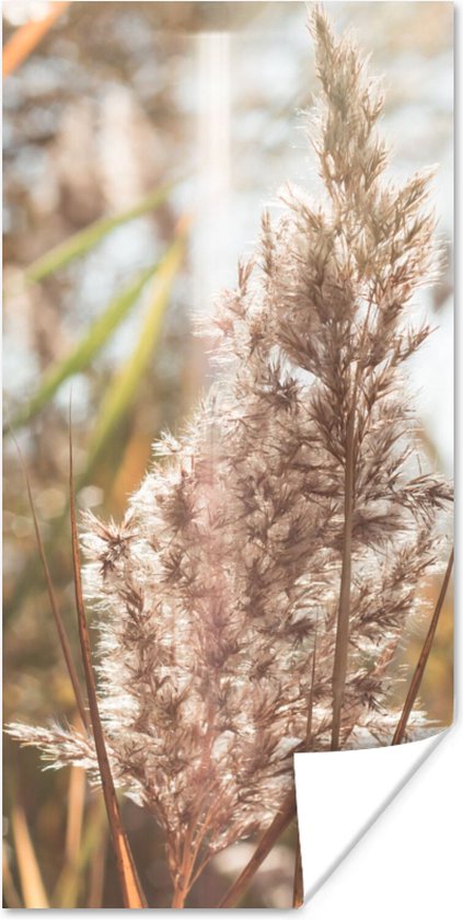 Poster Riet - Zon - Plant - 20x40 cm | bol.com