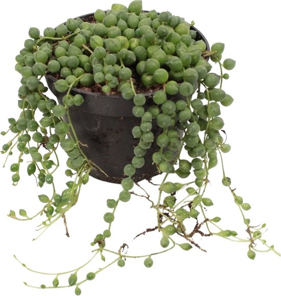 FloriaFor - Senecio Rowleyanus Of Erwtenplant - - ↨ 20cm - ⌀ 11cm | bol.com