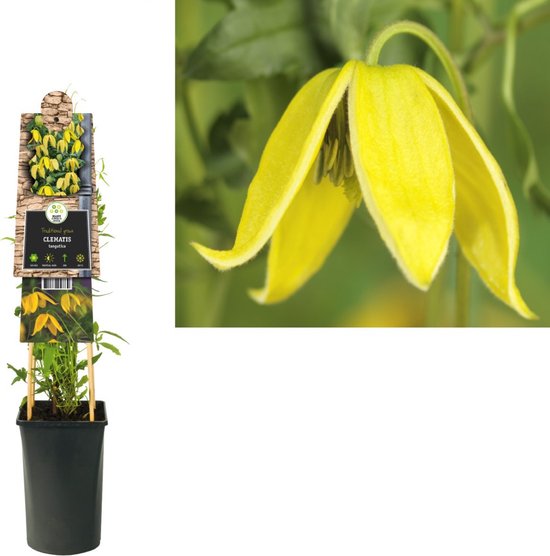 Klimplant Clematis tangutica 75 cmVan der Starre | bol.com