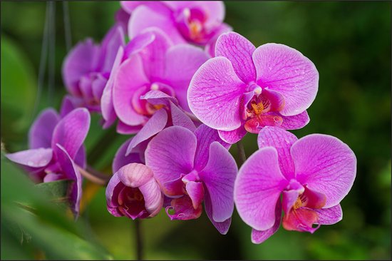 520cm X 318cm - Fotobehang - Roze Orchidee Bloesems, in 11 maten te ...