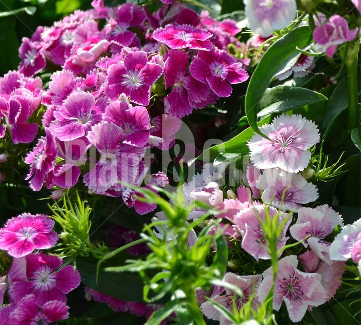 6x Duizendschoon / Dianthus barbatus 'Indianer Teppich' | Meerjarige ...