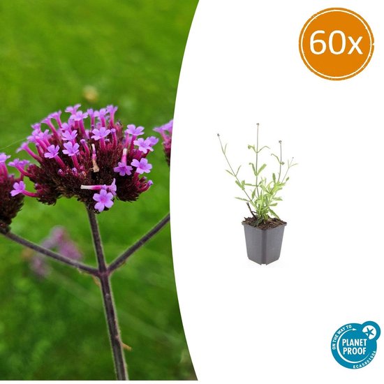 60 Stuks Verbena bonariensis lolliepop, Vaste Plant met rechte stelen ...