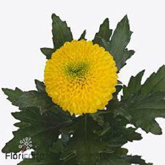 10x Chrysant brasiliana 70cm | bol