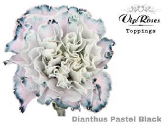 20x Dian. pastel black 60cm | bol