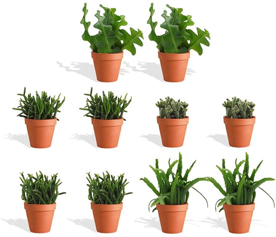 DutchLeafs Rhipsalis Mix Mini Vetplanten in Terracotta Bloempot - 10 ...