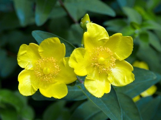 Hypericum 'Hidcote' - 1.5 liter pot - 40-60 cm | bol