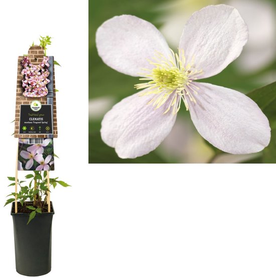 3 stuks - Van der starre - Klimplant Clematis montana Fragrant Sp... | bol