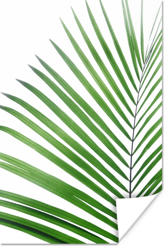Plant - Groen - Natuur - Wit | bol.com