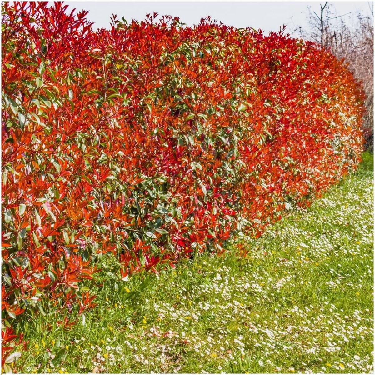 Plants by Frank - 1 meter Glansmispel haag - Photinia fraseri 'Red Robin' - Set van 6... | bol.com
