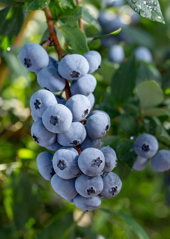 Vaccinium cor. Brigitta Blue - Myrtille - Plante fruitière BIO | bol.com