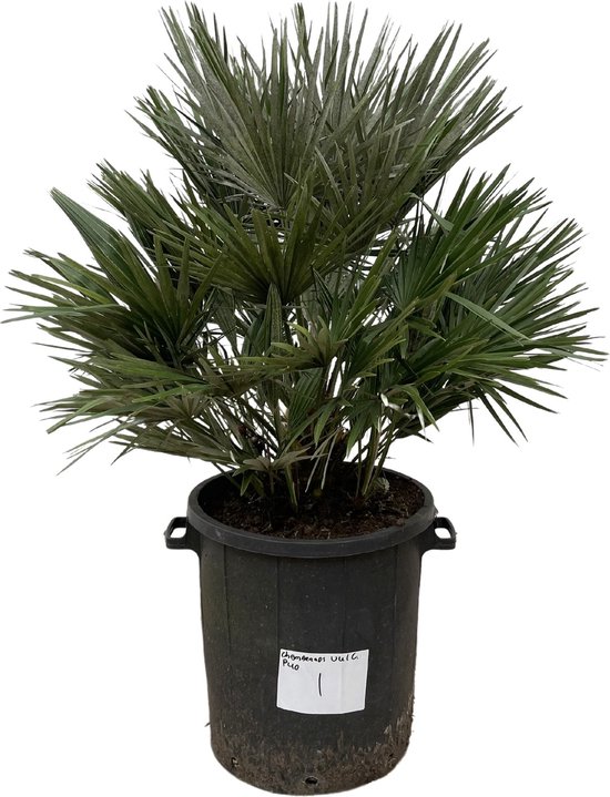 Chamaerops Vulcano - 110cm | bol.com