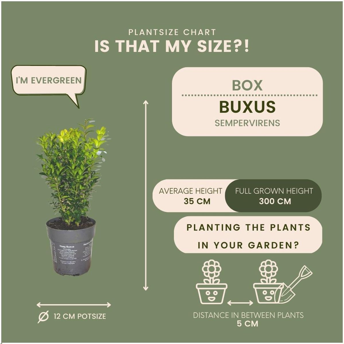 Plants by Frank - 1 meter Buxus Sempervirens haag - Buxus Sempervirens - Set van 6... | bol.com