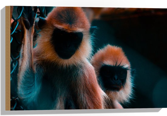 Hout - Langharige Apen met Zwart Gezicht - 60x40 cm - 9 mm dik - Foto ...