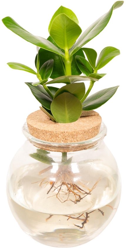 Hello Plants Clusia in Bolglas Kurk - Ø 12 cm - Hoogte: 30 cm | bol.com