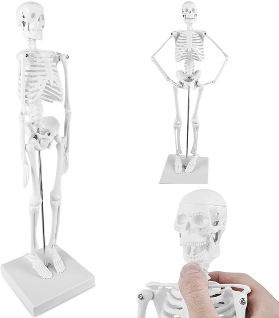 Mini Menselijk Anatomie Skelet Model - 45 cm Beweegbare Armen en Benen voor Onderwijs | bol