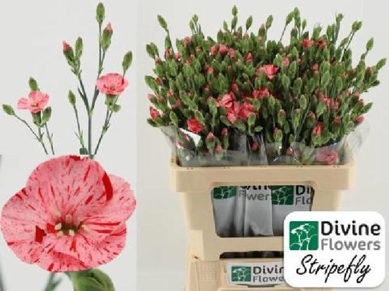 20x Dian.tros solomio stripefly 60cm | bol