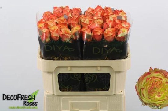 20x Rosa adventure 70cm | bol