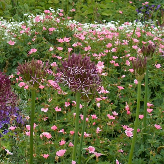 Plant in a Box - Allium Christophii x30 - Bloembollen - Sierui - Paars ...